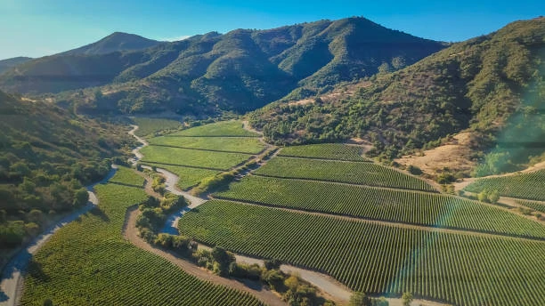 Explore Colchagua: Chile’s Premier Wine Region & Tourist Destination ...